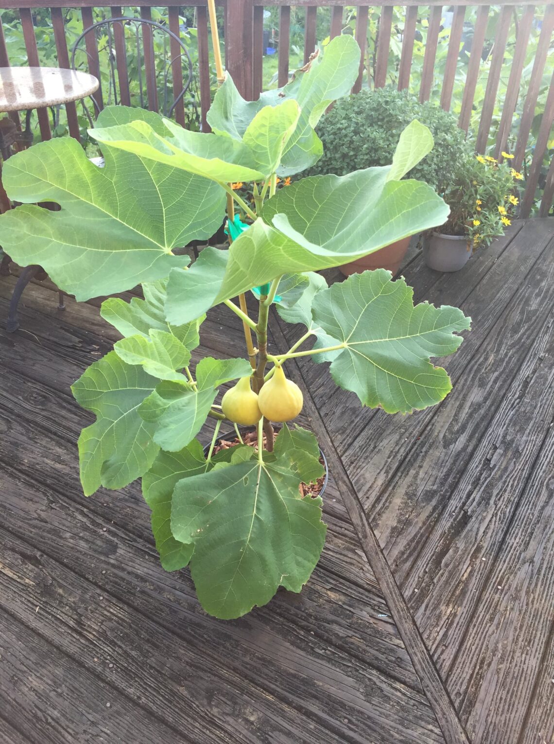 Yellow Long Neck – How to grow figs