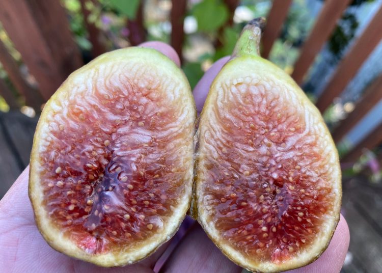 How to grow figs – Unique Fig Varieties