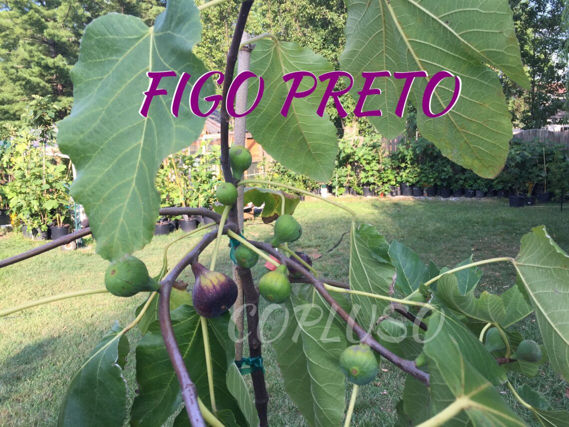 Figo Preto Fig – COPLUSO
