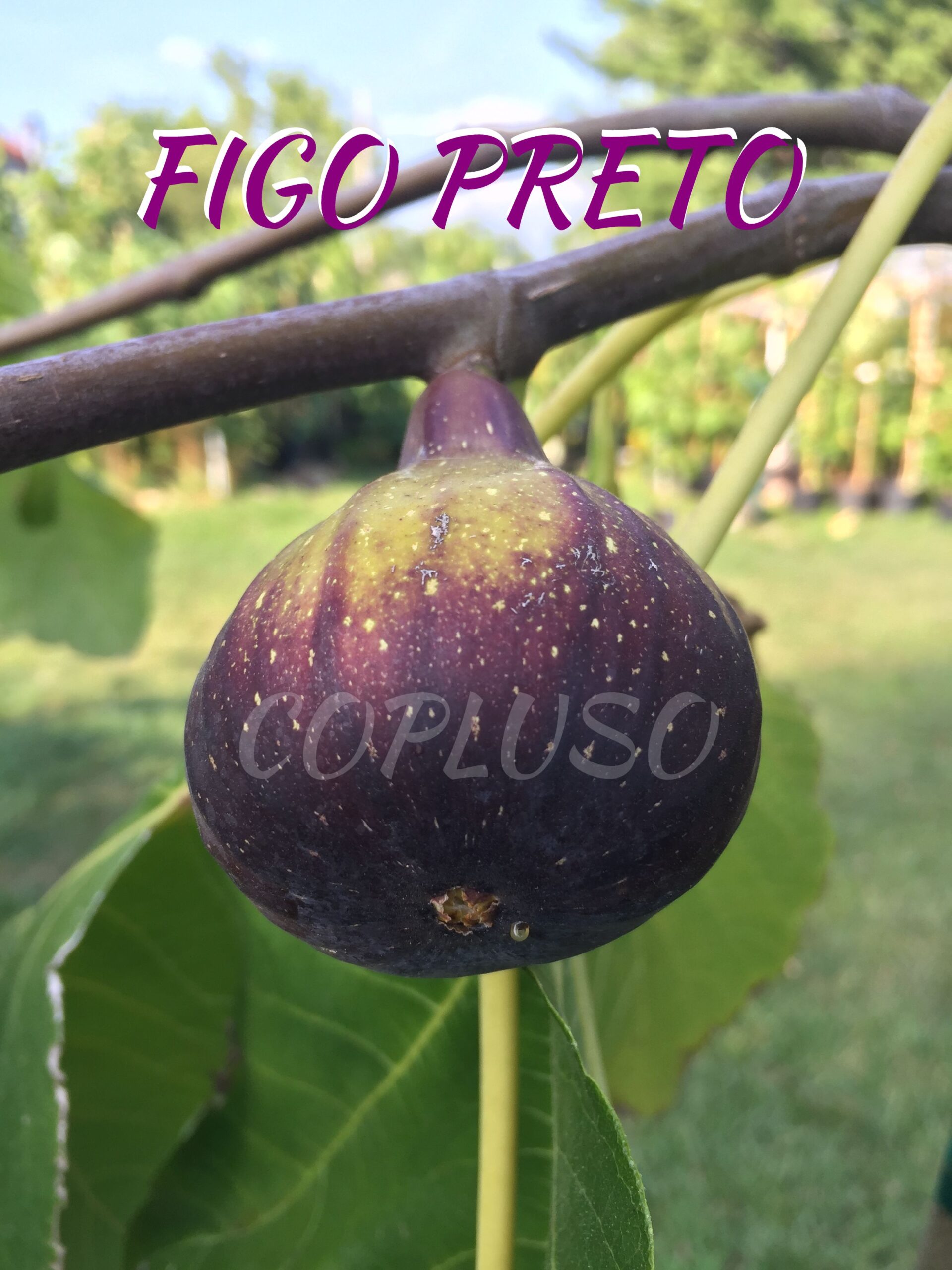 Figo Preto Fig – How to grow figs
