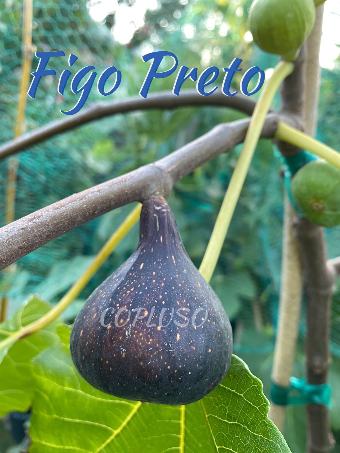 Figo Preto Fig – COPLUSO