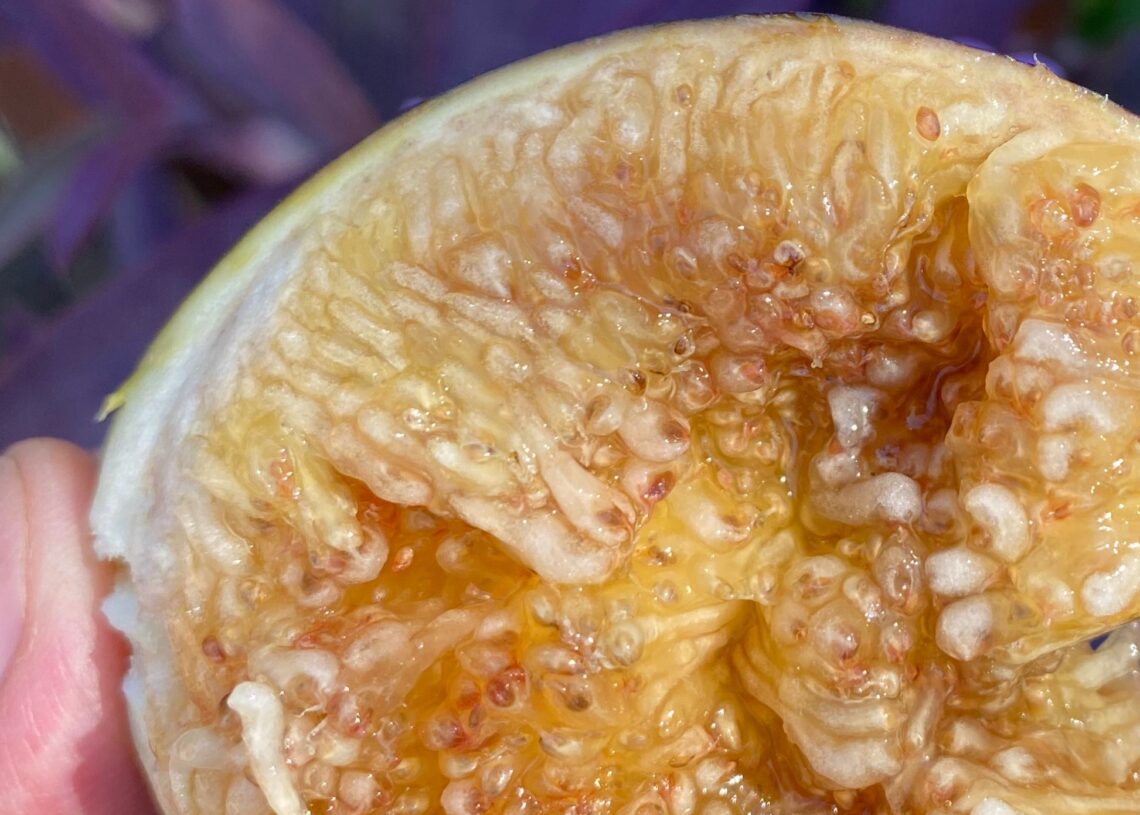 Italian Fig Varieties – How to grow figs