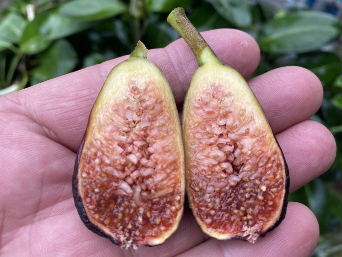 Moro di Caneva fig – How to grow figs