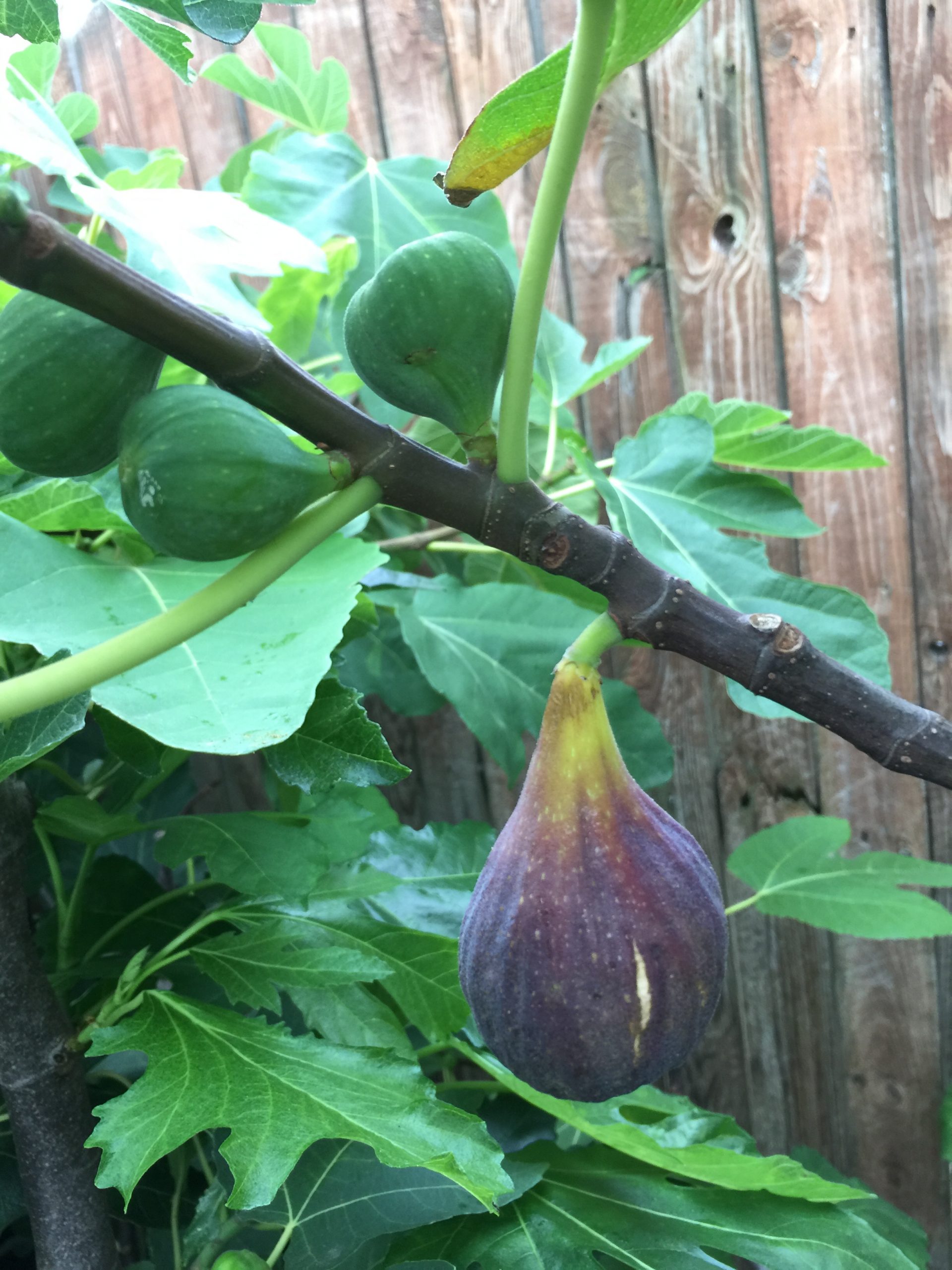 LSU Tiger fig – How to grow figs